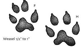 How to Catch a Weasel | Weasel Trapping Tips | Kness Mfg